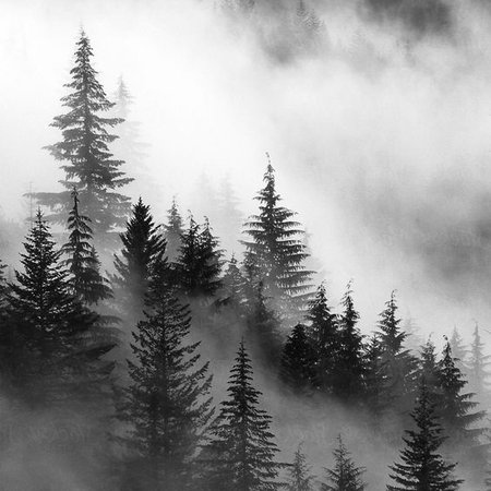 Tetování smrk - VeAn Czech