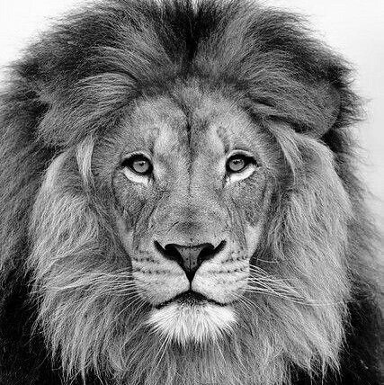 Tetování lev - VeAn Czech