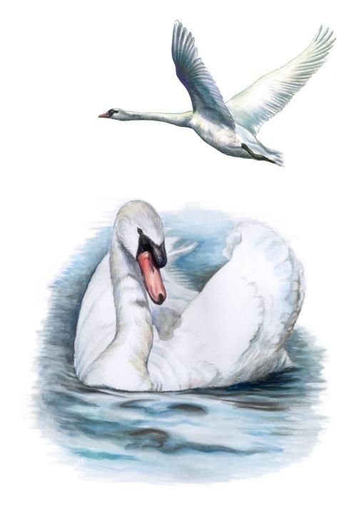 Tetování Labuť - VeAn Czech