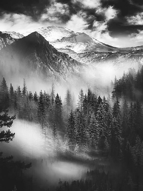 Tetování smrk - VeAn Czech