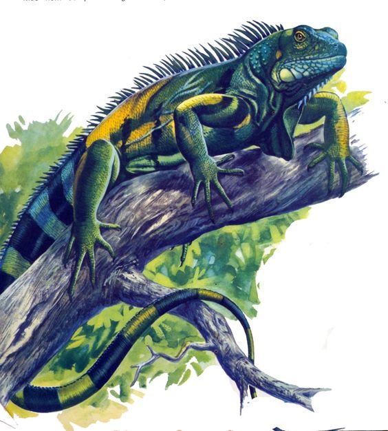 Tetování leguána - VeAn Czech