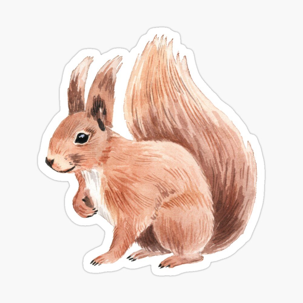 Tetování veverka - VeAn Czech